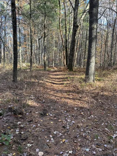 Best Hikes and Trails in Upton State Forest | AllTrails