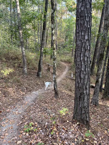 Homochitto National Forest: de beste routes om te wandelen | AllTrails