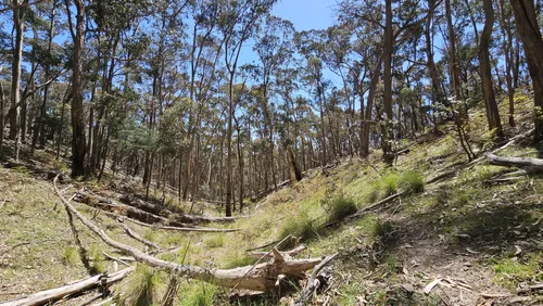 Best Hikes and Trails in Pyrenees State Forest | AllTrails