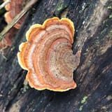 Coomera Circuit Walk, Queensland, Australia - 1,087 Reviews, Map ...