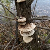 Lake Leota Trail, Michigan - 478 Reviews, Map | AllTrails