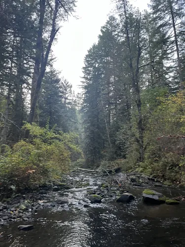 2023 Best Forest Trails in Marcola | AllTrails