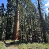 General Sherman Tree Trail, California - 2,623 Reviews, Map | AllTrails