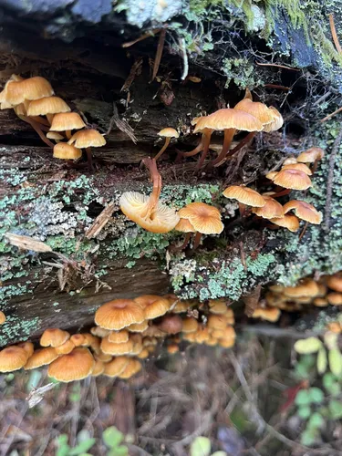 Best Hikes and Trails in Yellow Point Park | AllTrails