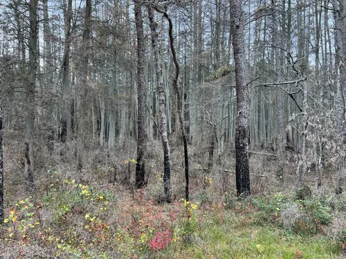 2023 Best River Trails in New Jersey Pinelands National Reserve | AllTrails