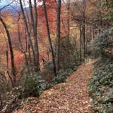 Snake Den Ridge Trail, Tennessee - 109 Reviews, Map | AllTrails