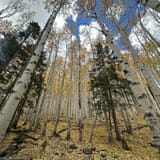 Inner Basin Trail, Arizona - 881 Reviews, Map | AllTrails