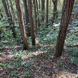 Judd Trail, Oahu, Hawaii - 2,385 Reviews, Map | AllTrails