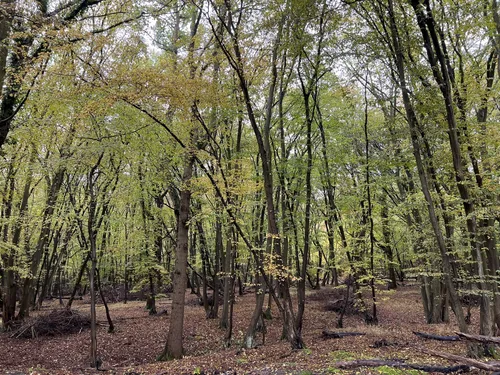 Best 10 Hiking Trails in Ruislip Woods National Nature Reserve | AllTrails