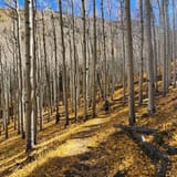 Lockett Meadow Inner Basin Loop, Arizona - 733 Reviews, Map | AllTrails