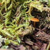 Riprap Trail , Virginia - 1,478 Reviews, Map | AllTrails