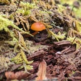 Riprap Trail , Virginia - 1,478 Reviews, Map | AllTrails