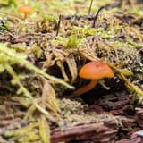 Riprap Trail , Virginia - 1,478 Reviews, Map | AllTrails
