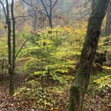Tecumseh Trail, Indiana - 294 Reviews, Map | AllTrails