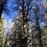 June Lake Loop Trail, California - 364 Reviews, Map | AllTrails