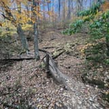 Siler Bald via Appalachian Trail, North Carolina - 709 Reviews, Map ...