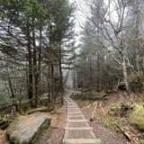 Andrews Bald Trail, North Carolina - 2,330 Reviews, Map | AllTrails