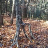 Cosby Nature Trail, Tennessee - 550 Reviews, Map | AllTrails