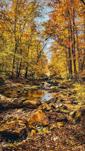 Best Hikes and Trails in Mayo River State Park | AllTrails