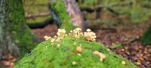 Best Historic Site Trails in Sachsenwald | AllTrails
