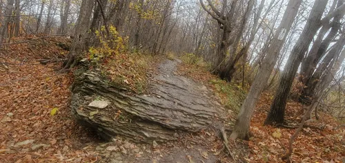 Best Hikes and Trails in Len Gertler Memorial Loree Forest | AllTrails