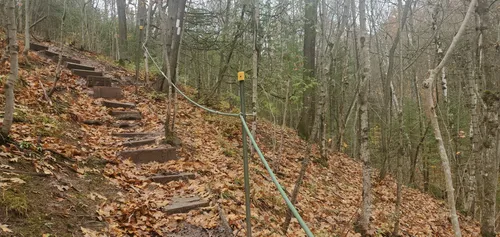 Best Hikes and Trails in Len Gertler Memorial Loree Forest | AllTrails