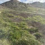Autumn Ridge Trail, California - 397 Reviews, Map | AllTrails