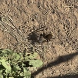 Autumn Ridge Trail, California - 397 Reviews, Map | AllTrails