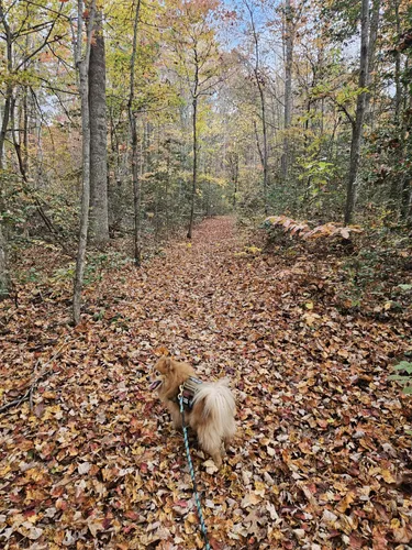 Best Hikes and Trails in Scott State Forest | AllTrails