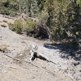 Bonanza Peak via Spring Mountain Divide Trail, Nevada - 312 Reviews ...