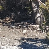 Bonanza Peak via Spring Mountain Divide Trail, Nevada - 312 Reviews ...