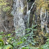 Lewis Spring Falls Trail, Virginia - 1,295 Reviews, Map | AllTrails