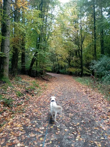 Best Hikes and Trails in Scaragh Wood | AllTrails