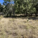 Proctor Road Nature Trail, Arizona - 326 Reviews, Map | AllTrails