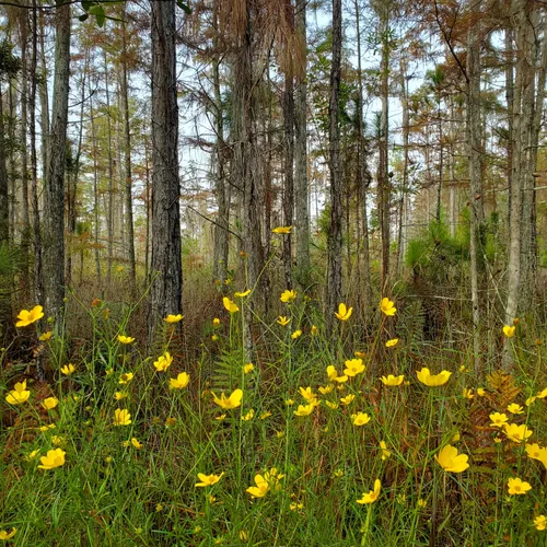 Best Hikes and Trails in Hilochee Wildlife Management Area | AllTrails