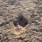 Copper Ridge Dinosaur Tracks Trail, Utah - 156 Reviews, Map | AllTrails