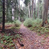 Cook Trail, Pennsylvania - 162 Reviews, Map | AllTrails