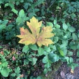 South Falls and Maple Ridge Loop, Oregon - 1,867 Reviews, Map | AllTrails