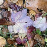 Hogback Mountain Trail, Pennsylvania - 25 Reviews, Map | AllTrails