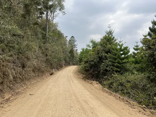 Best Walking Trails in Imbil State Forest 1 | AllTrails