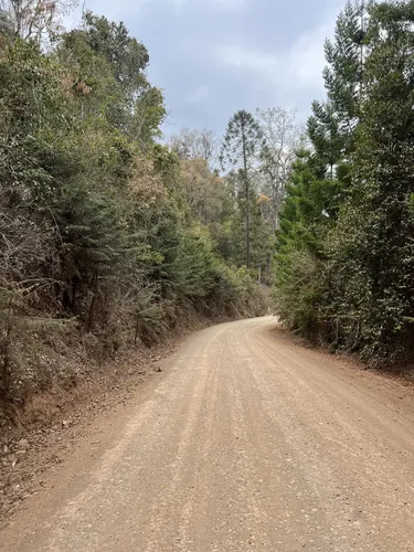 Best Hikes and Trails in Imbil State Forest 1 | AllTrails