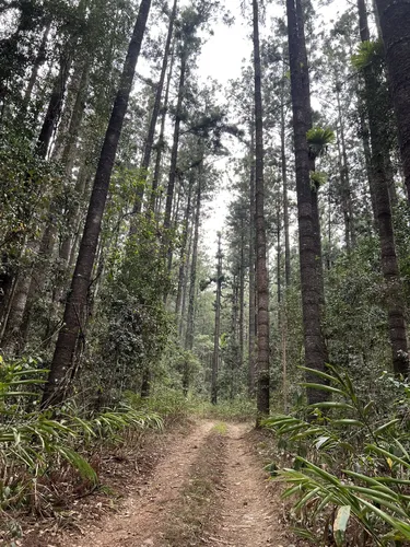 Best Forest Trails in Imbil State Forest 1 | AllTrails