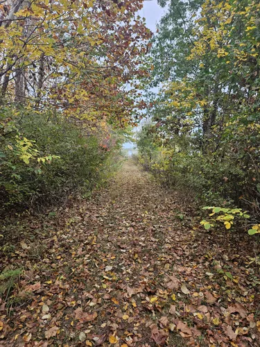 Best Hikes and Trails in Bushwacker Lake Conservation Area | AllTrails