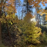 Bear Wallow Spring, Arizona - 391 Reviews, Map | AllTrails