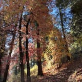 Bear Wallow Spring, Arizona - 391 Reviews, Map | AllTrails