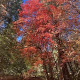 Bear Wallow Spring, Arizona - 391 Reviews, Map | AllTrails