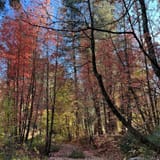 Bear Wallow Spring, Arizona - 391 Reviews, Map | AllTrails