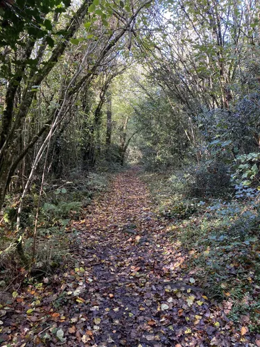 Best Forest Trails in Portlick Millennium Forest | AllTrails