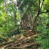 Judd Trail, Oahu, Hawaii - 2,385 Reviews, Map | AllTrails