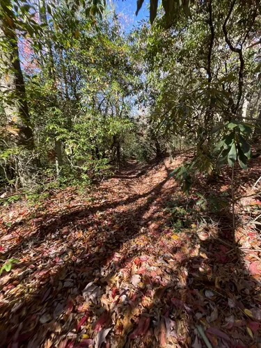 Best 10 Hikes and Trails in Blue Ridge Wildlife Management Area | AllTrails